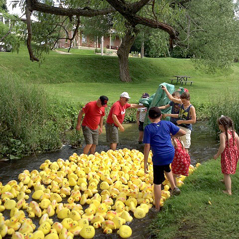 Rubber Duck Race - The Millbrook Times