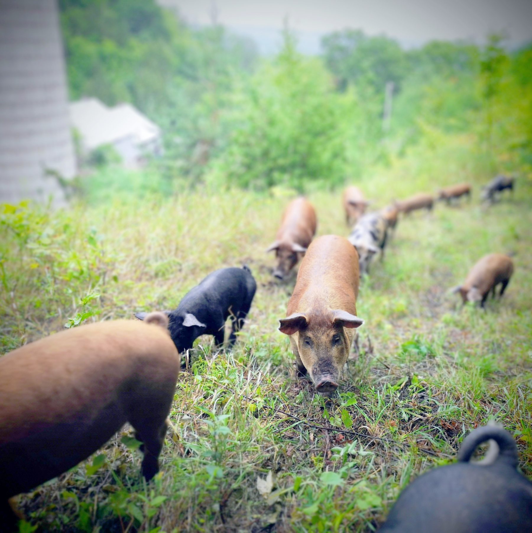 In Praise of Heritage Pigs - The Millbrook Times