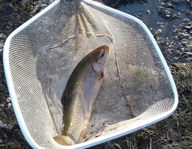 The One That Got Away! - The Millbrook Times