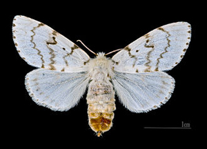 Treatments to Prevent Infestation of Spongy Moth (aka Gypsy Moth) - The ...