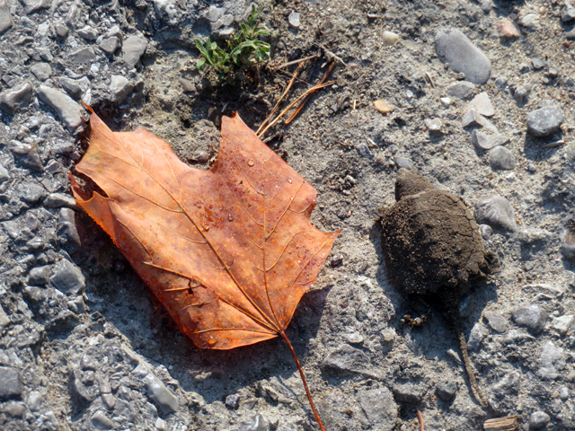 Watch Out for Turtles! - The Millbrook Times