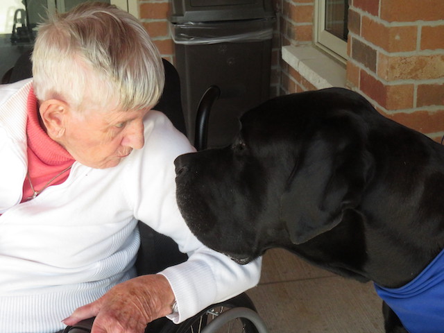 Canine Volunteers Deliver Affection and Stress Relief at Centennial ...