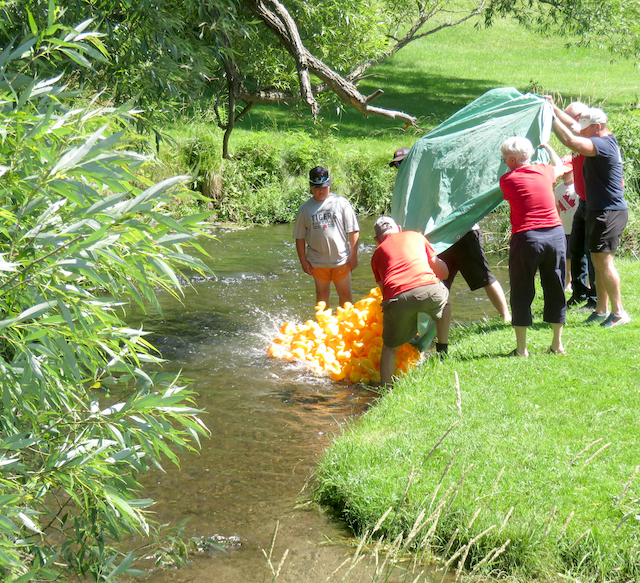 Canada Day Rubber Duck Race Tradition Continues - The Millbrook Times